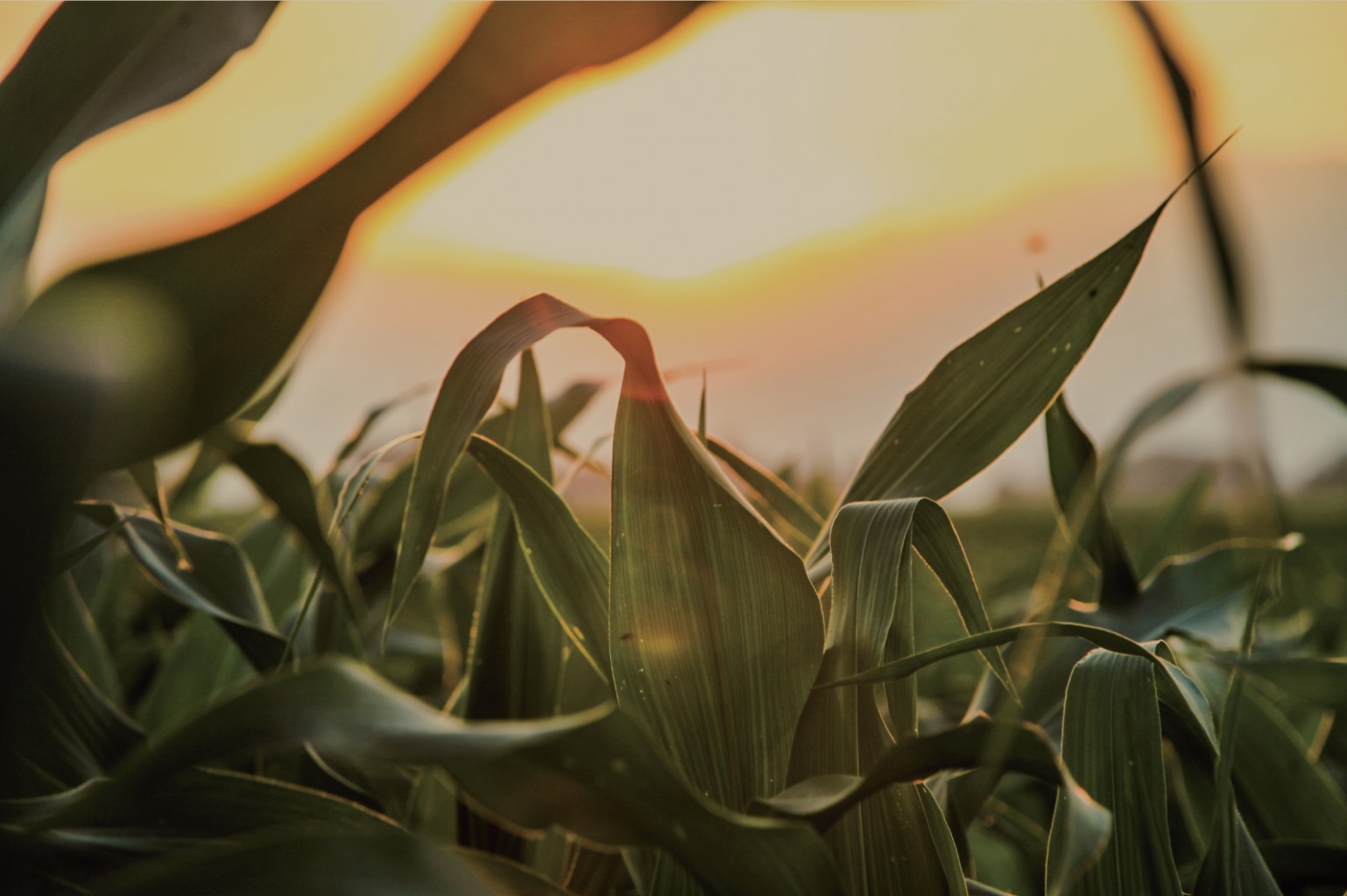 Home | Mitchell County Development Authority